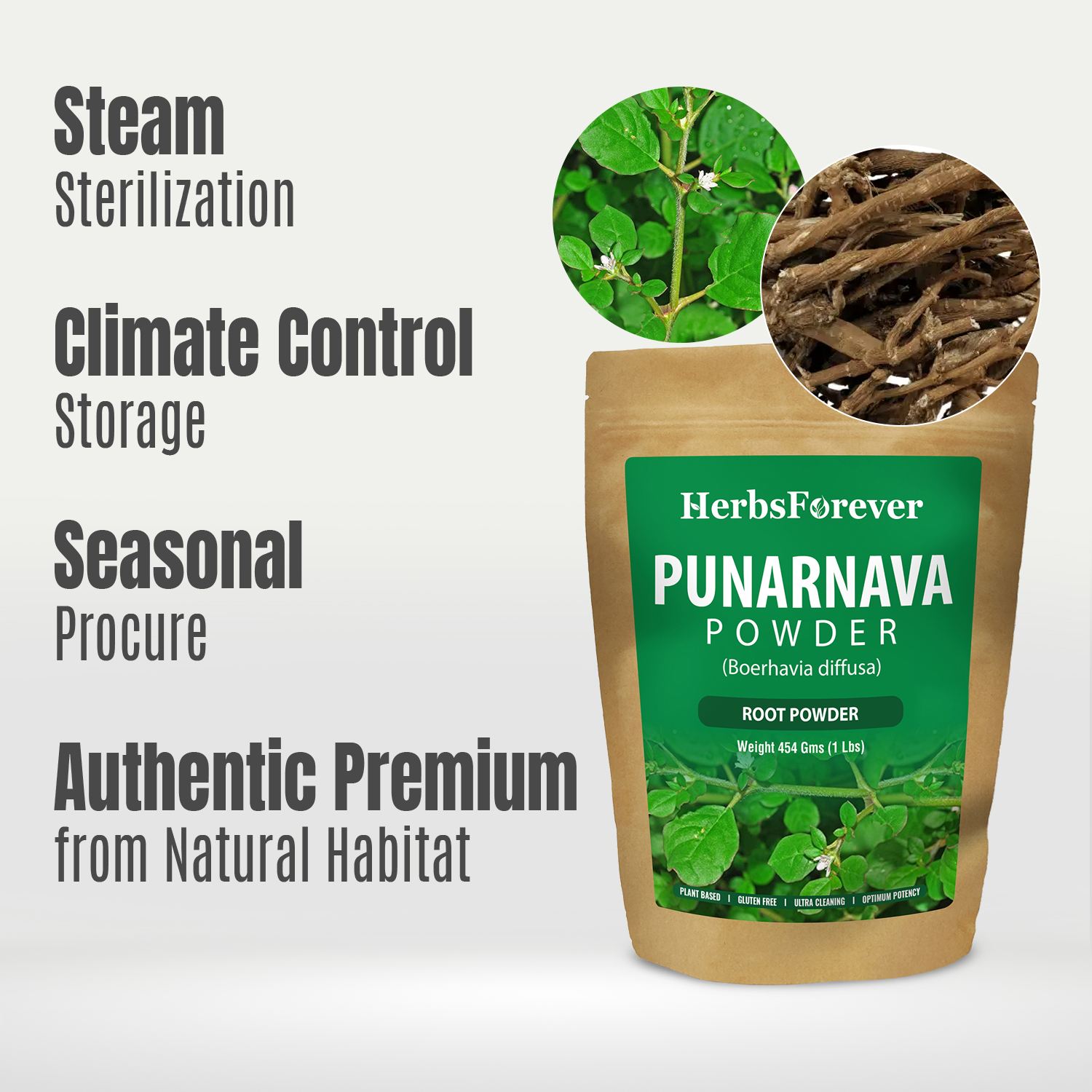 Buy Online Punarnava Powder- Ayurvedic Health Product - HerbsForever